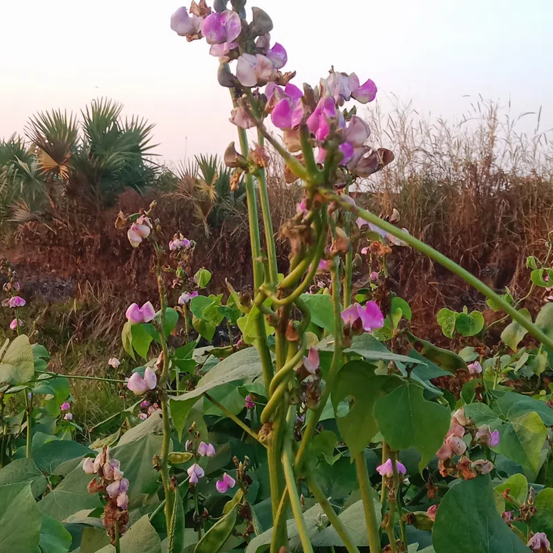 HeyLink.me | Imdbabul864