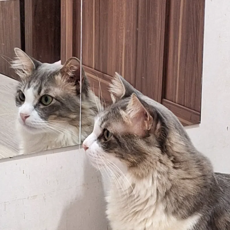 HeyLink.me | Coco's Stuff